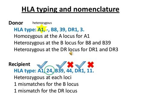 Organ Transplantation And The Hla System Lecture