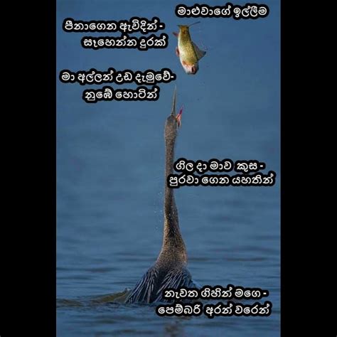 මාව ඇල්ලුව වාගෙම මගෙ පෙම්බරිත් අරන් වරෙන් නිසඳැස් කවි Youtube