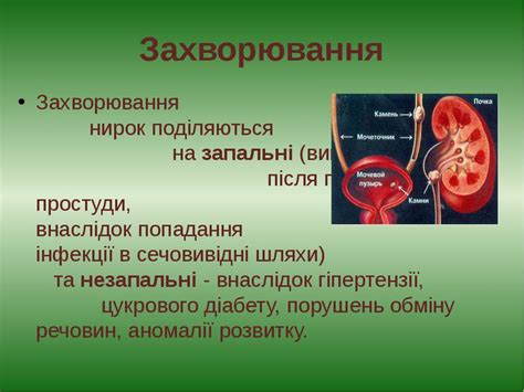 Нирки презентація з біології