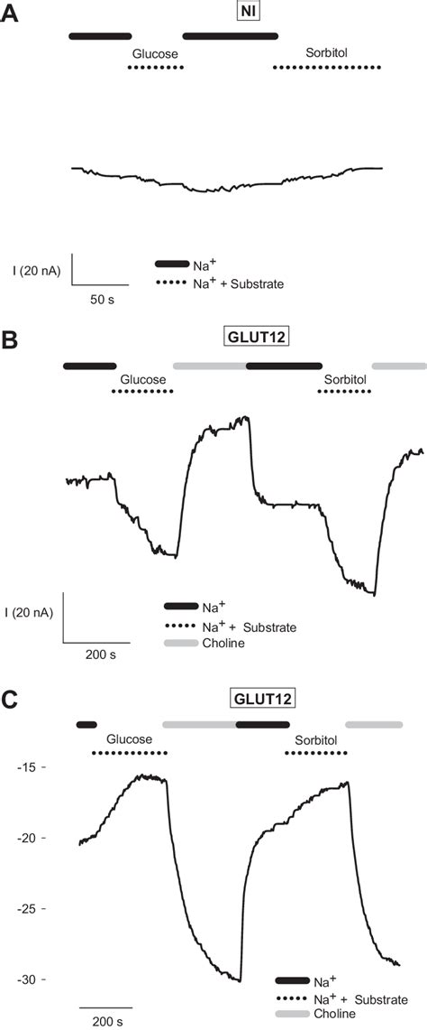 Sorbitol Induced Currents Through Glut12 A A Control Ni Oocyte Was Download Scientific