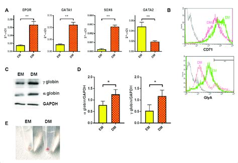Erythroid Differentiation Of Hudep 1 Cells A Expression Of Erythroid Download Scientific