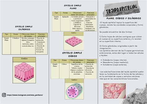Folleto Tejido Epitelial Endodermo Capa Interna Mesodermo Capa Mediana Ectodermo Capa