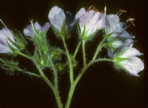 Hydrophyllum Macrophyllum Hydrophyllaceae