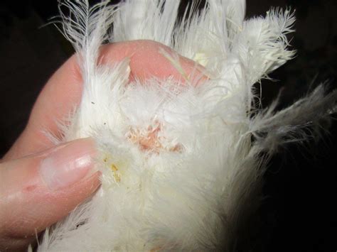 How To Determine Sex Of Quail BackYard Chickens Learn How To Raise Chickens