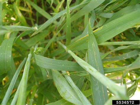Stripe Rust Puccinia Striiformis Westend