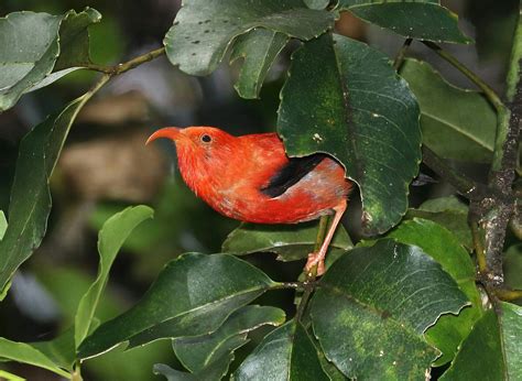 Meet The ‘iiwi The Bright Red Melodic Bird Of Hawaii One Earth