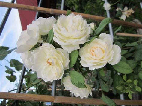 Guardian Angle Vườn Của Mun