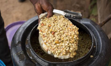 Experimental Fermentation In Coffee What Is The Value Of It