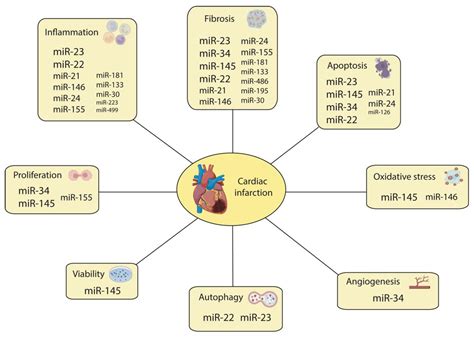 JCDD Free Full Text The Role Of NcRNAs In Cardiac Infarction And Regeneration