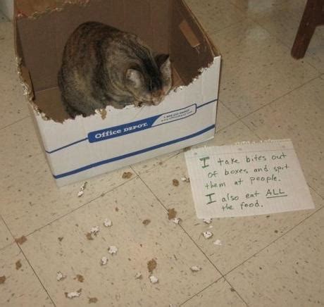 The Worlds Top 10 Funniest Examples Of Cat Shaming Paperblog