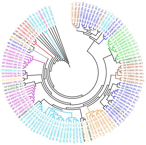 Phylogenetic Analysis Of The Clp Protease Carried Out As Described In