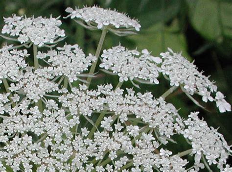 Queen Annes Lace Daucus Carota Also Called Wild Carrot And Birds Nest 03a Wild Flowers