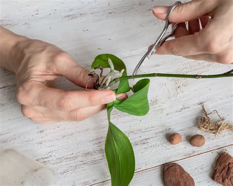 How To Propagate Orchids 4 Methods To Grow Your Collection Gardening Know How