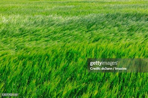 Grassy Windy Field Photos And Premium High Res Pictures Getty Images