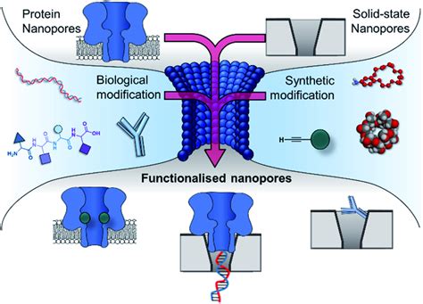 The Incorporation Of Biological And Synthetic Modifications Into