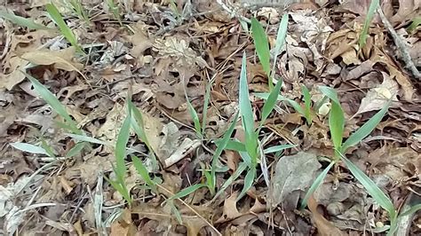 Grass Leaved Golden Aster Pityopsis Graminifolia Western Carolina