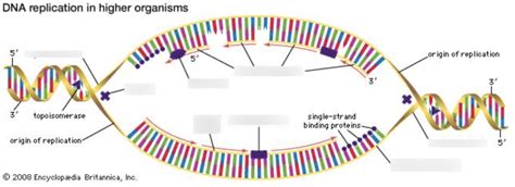 Chapter 8 Dna Structure Function And Replication Diagram Quizlet