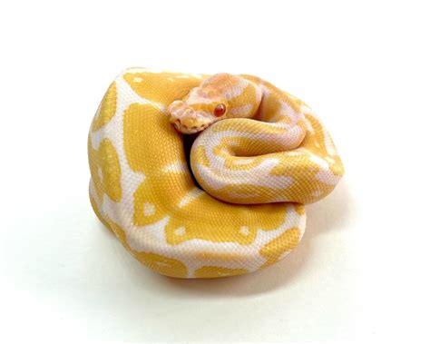 Сообщество ball python room ВКонтакте — публичная страница Мариуполь