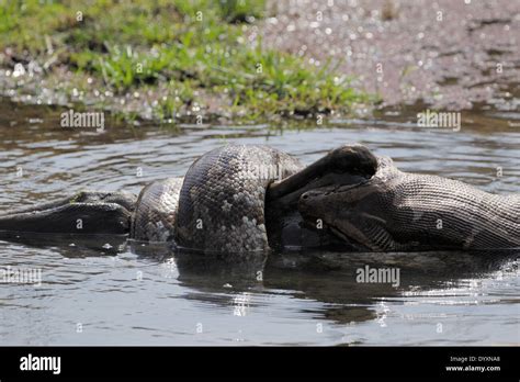 Python Python Molurus Eating A Spotted Deer Axis Axis Calf In Stock Photo 68814320 Alamy