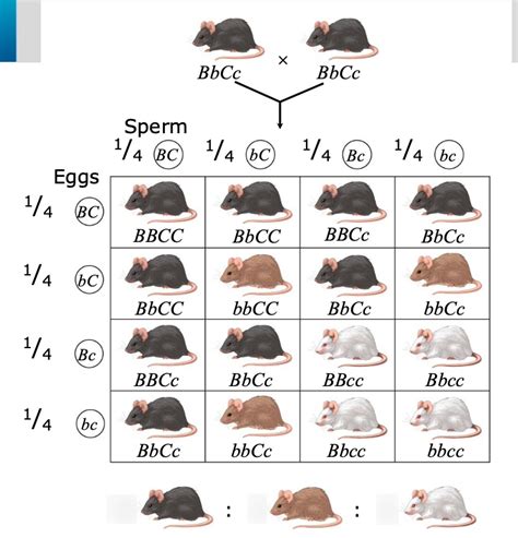 Diagram Of Genetics 1 Mendelian Inheritance Sdl Mendelian Genetics