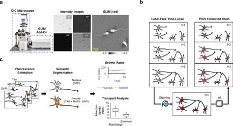 Multiscale Assay Of Unlabeled Neurite Dynamics Using Phase Imaging With