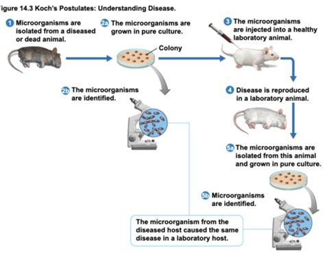 Chapter Microbe And Host Interactions Flashcards Quizlet