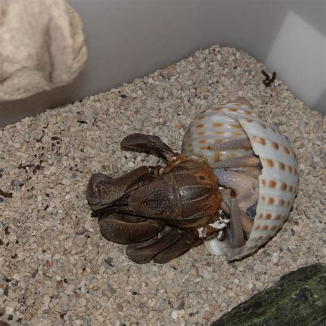 The Biology Of Molting In Land Hermit Crabs Understanding The Process The Crab Street Journal