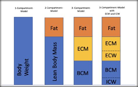 Description Of The Different Compartment Models Ecm Extracellular