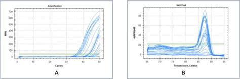 Qpcr Primer Optimisation Results Of Mmp 13 Gene A Amplification Curve