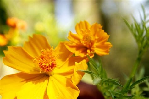 꽃의 아름다움입니다 노란 코스모스 절연 여름 꽃 꽃 공간을 복사 합니다 원래와 그 재배 오렌지 노란색과 빨간색의 그늘에