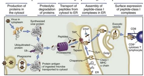 Antigen Presentation Flashcards Quizlet