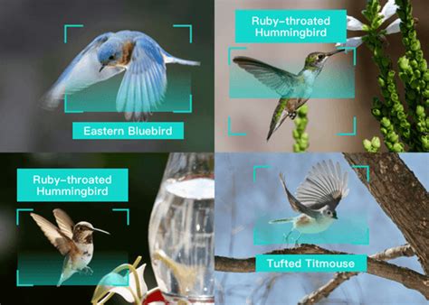 Bird Recognition Birdfy