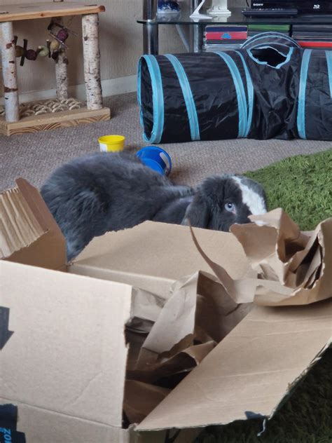 S T E L T H R Rabbits