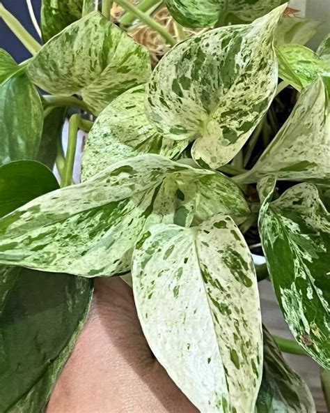 Pothos Marble Queen 3 Artofit