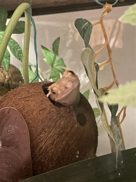 Therapy Gecko Says Challenge Your Distorted Thought Patterns R Leopardgeckos