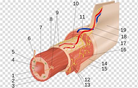 Myenteric Plexus Submucous Plexus Muscular Layer Gastrointestinal Tract