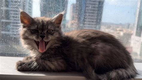 How A Tiny Kitten Named Coco Transformed Life For A Dubai Investor