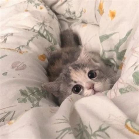 Sticker Maker Meow Meow Pikachu！ Part 5