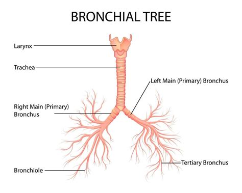 Segmental Bronchi