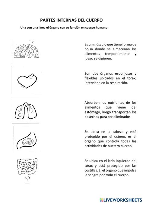 Partes Del Cuerpo Internas