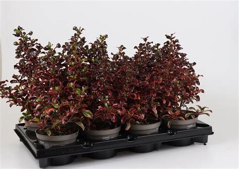 Coprosma Repens Red Ruby — Plant Wholesale Floraccess