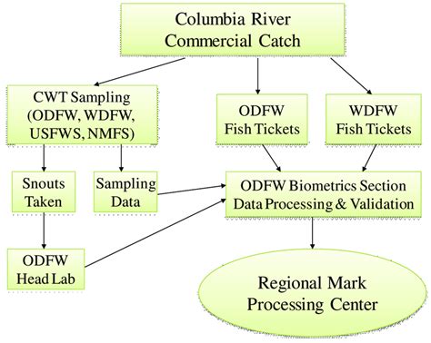 flowchart showing program example columbia river cwt recovery system