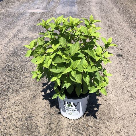 Limelight Hydrangea Niagara Blooms