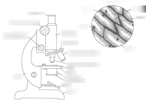 Diagram Of Gcse Biology Required Practical Activity Microscopy Quizlet
