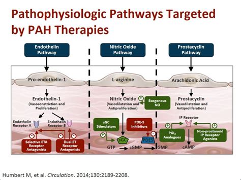 Oral Prostanoids And Pah Ppt Download