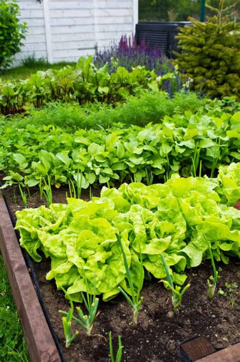 Proper Crop Sizes To Avoid Overplanting Grow Just What You Need