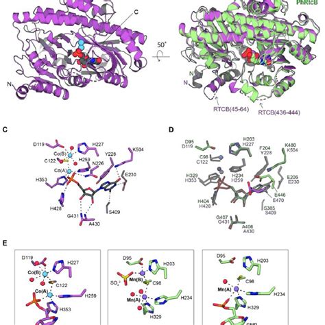Figure Supplement 1 N Terminal Loop Of Rtcb Is Not Essential For The