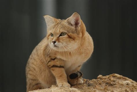 Sand Cat Felis Margarita