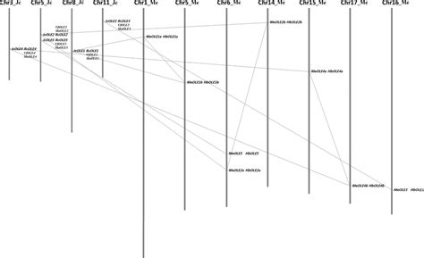 Chromosomal Locations And Duplication Events Of Jcmeole Genes And