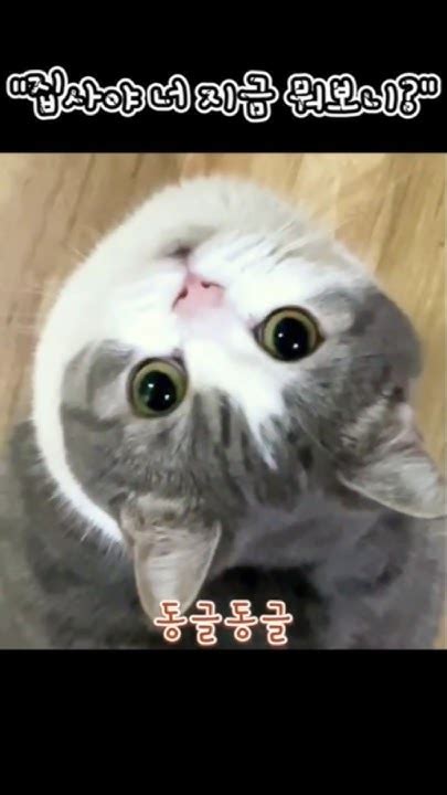 귀여운 고양이의 냥펀치를 받아라 Youtube